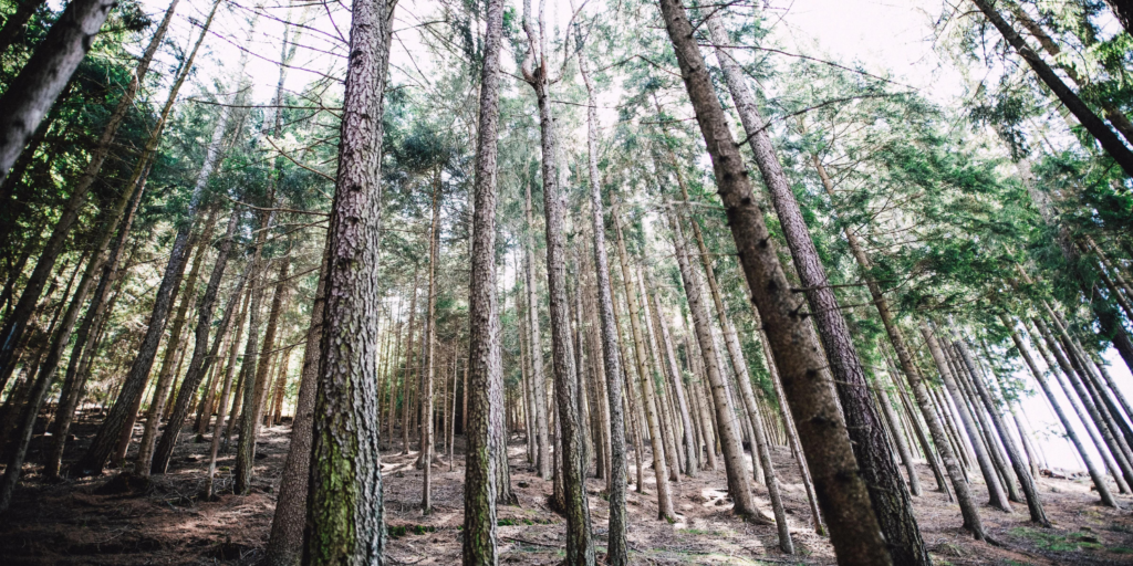 What to do with wood pellets? | Carbon180