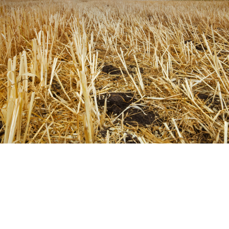 Biomass Carbon Removal & Storage | Carbon180