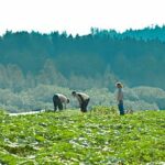 USDA leadership can transform forestry and soil carbon | Carbon180