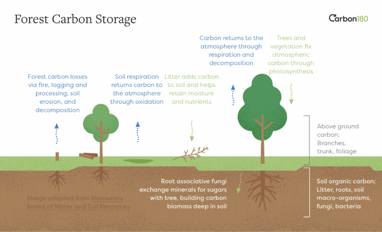 Forest Carbon Removal | Carbon180